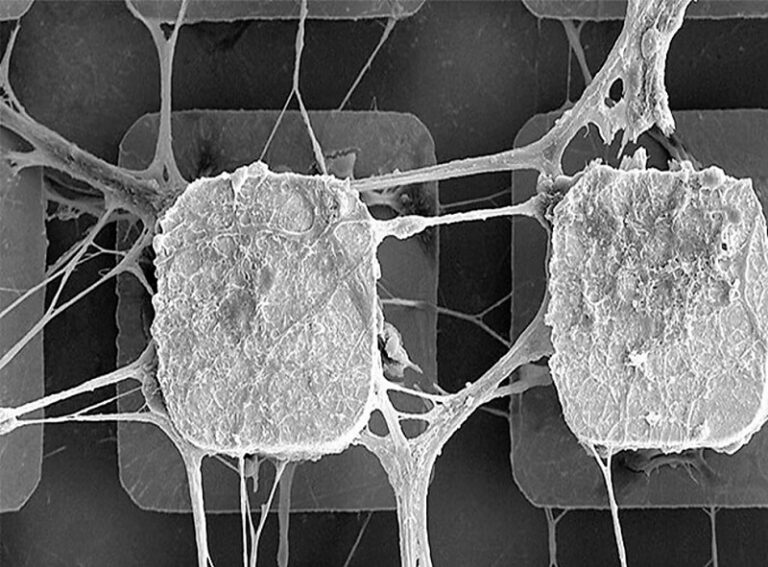 Cortical Labs: neuron-based computers are just around the corner